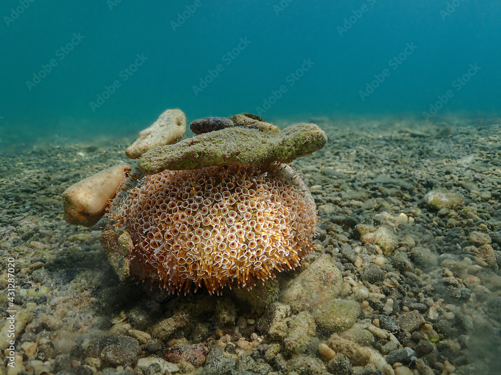 Flower sea urchin as a sea creature. Has a behavior of bringing various ...