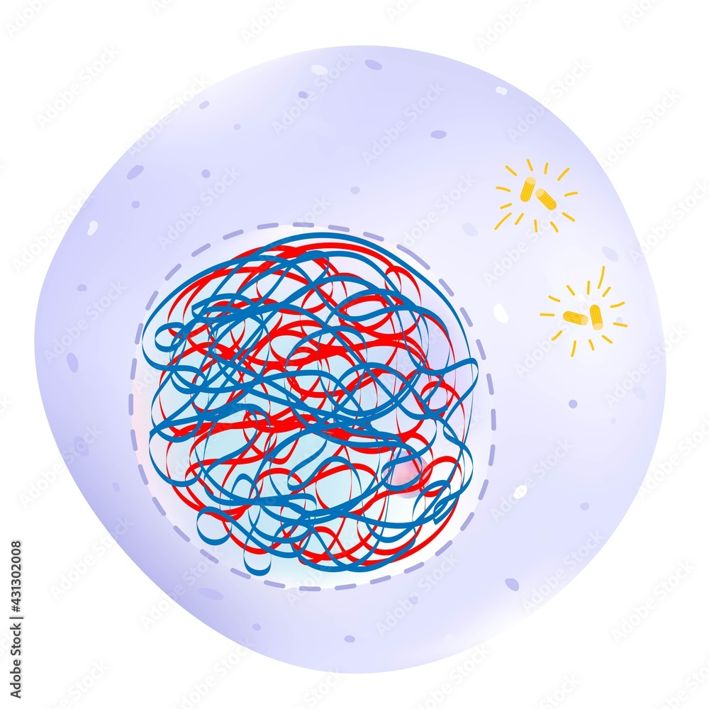 Interphase is the phase of the cell cycle. Stock Vector | Adobe Stock