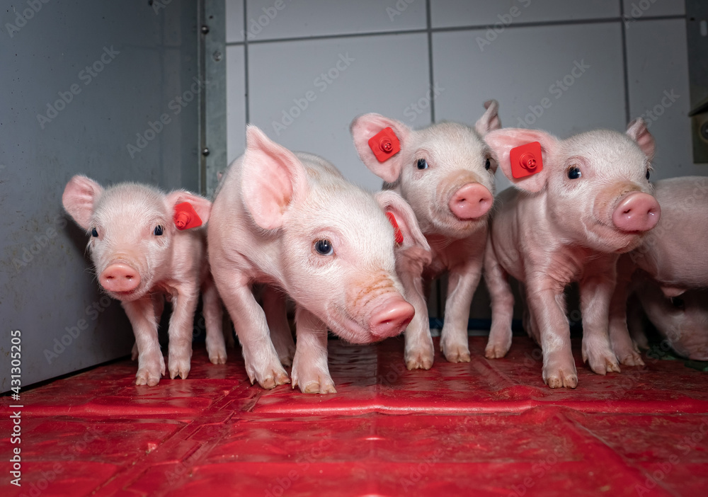 Konventionelle Ferkelerzeugung, kleine rosa Ferkel in einem modernen ...