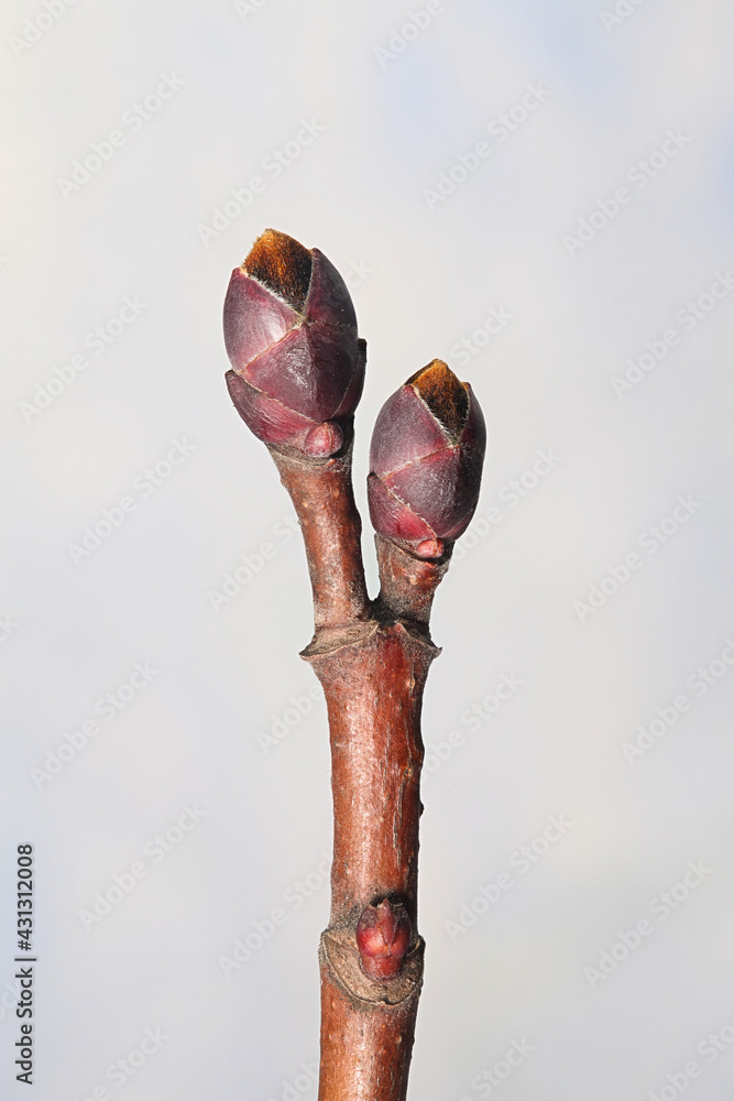 Leaf bud of Norway Maple,.Acer platanoides, photographed in April Stock ...