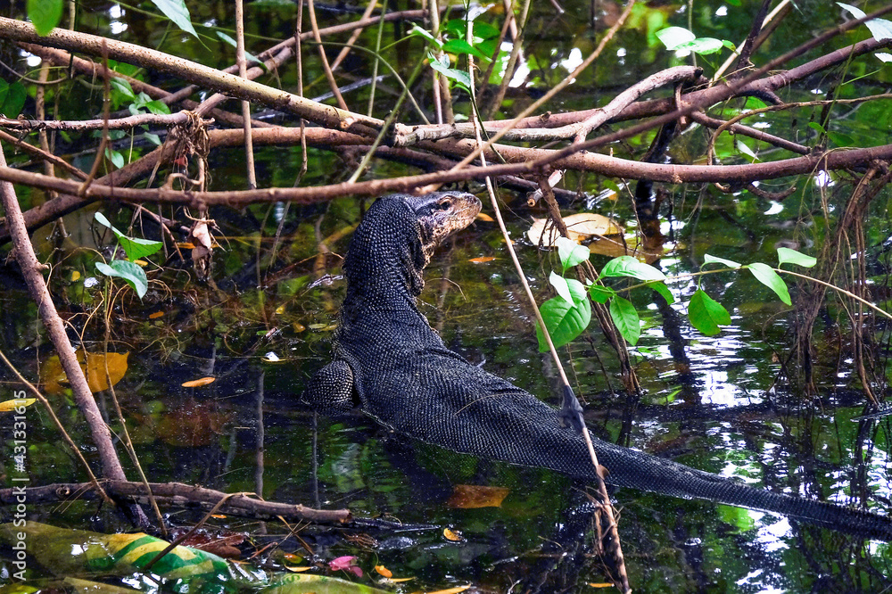 Huge adult monitor lizard spotted at Sengkang Riverside Park, partially ...
