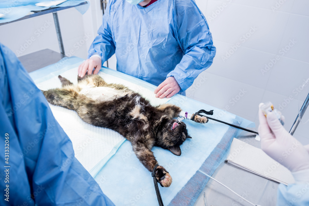 Veterinary surgeon is preparing cat for neutering surgery. Stock Photo ...