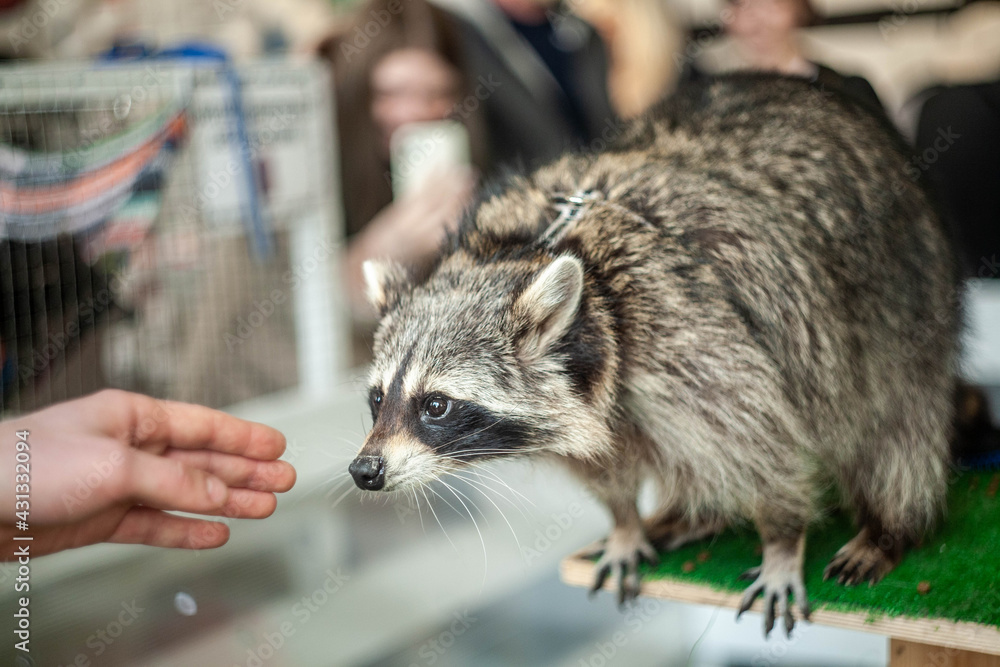 raccoon, animal, wildlife, mammal, nature, wild, cute, fur, racoon ...