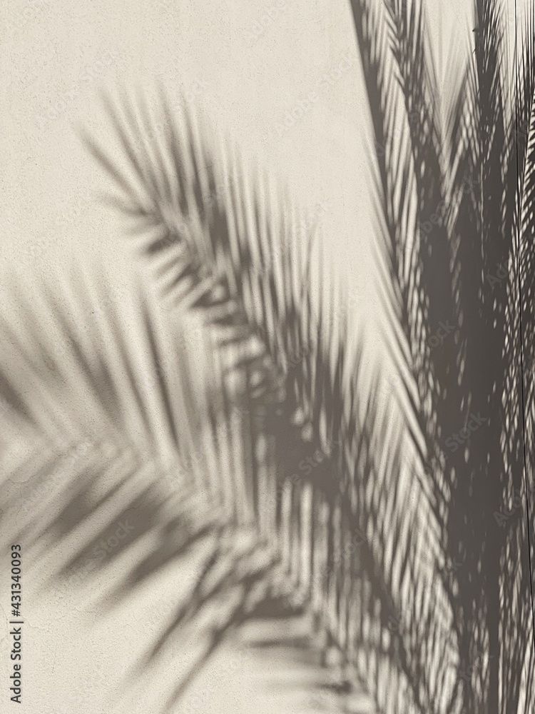 Tropical palm tree leaves and sunlight shadows on neutral beige wall ...