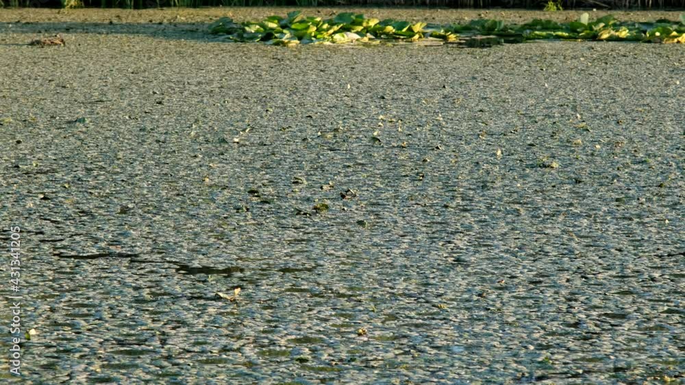Stockvideo Lake is completely overgrown with invasive aquatic plants ...