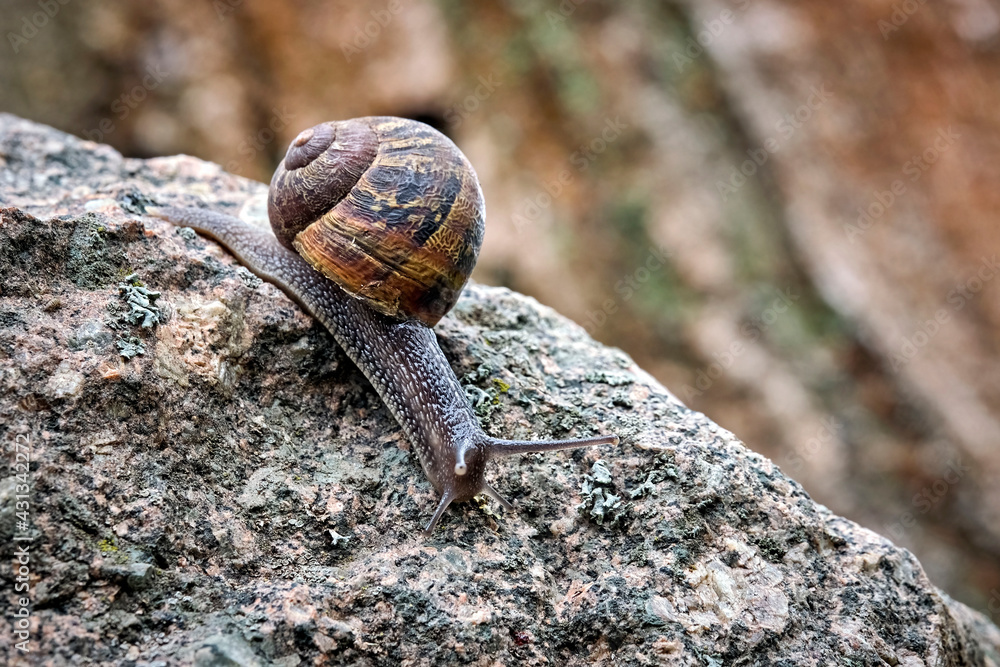 Gefleckte Weinbergschnecke ( Cornu aspersum , Helix aspersa ...