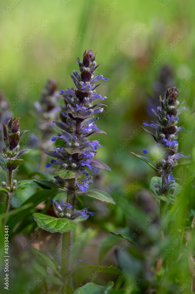 Ajuga reptans blue bugle flowering sprintime plants, group of bugleweed ...