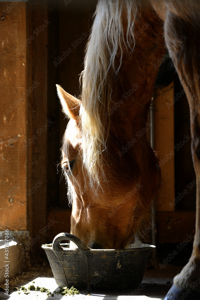 Pferdehaltung. Pferd beim fressen und Wälzen Stock Photo | Adobe Stock