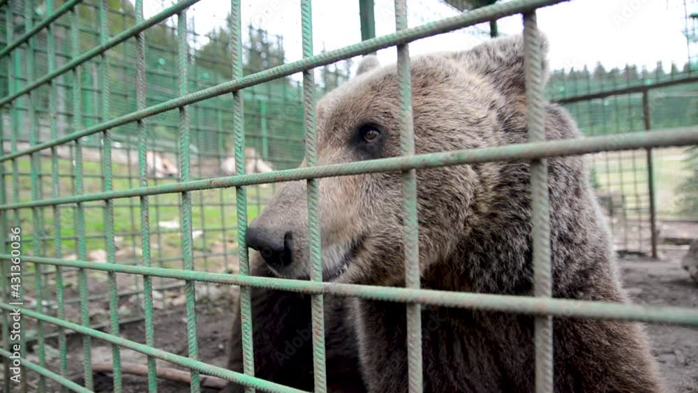 Brown bear in captivity. Wild animal locked behind iron bars. Sad bear ...