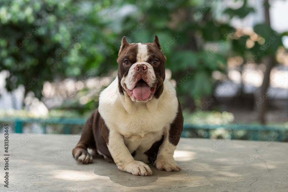 Perro café con blanco posando sentado en una banca del parque, de raza ...