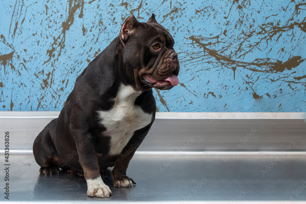 Perro cafe en una mesa de veterinaria, de raza american bully Stock ...