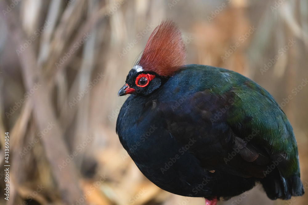 Foto de Male crested partridge close-up portrait. Red-crowned wood ...