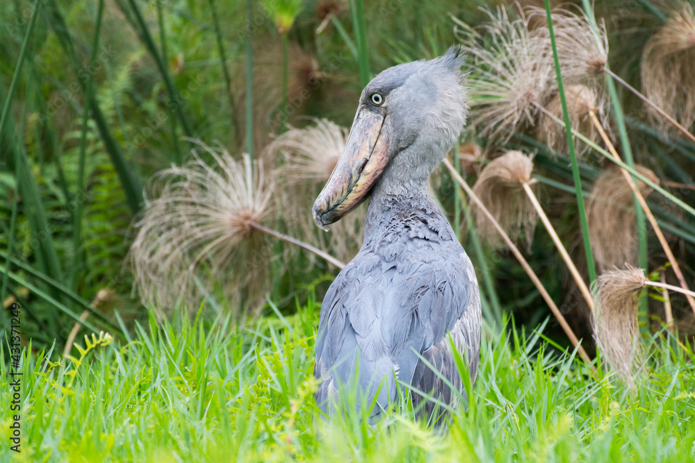 Prehistoric-looking Shoebill Stork in the Mabamba Swamps of Lake ...