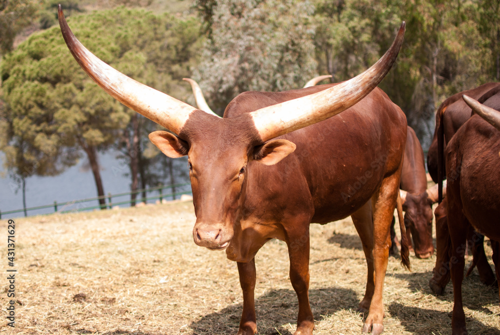 Ankole, vacas watusi africanas de enormes cuernos en reserva de ...