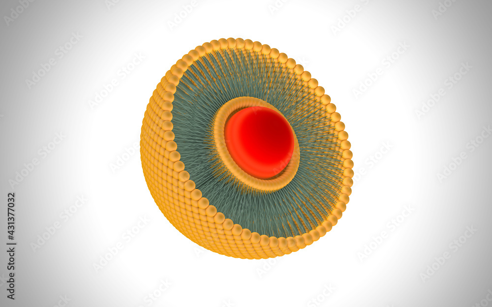 Structure of liposome, phospholipid, cell, 3d render animation. 3D ...