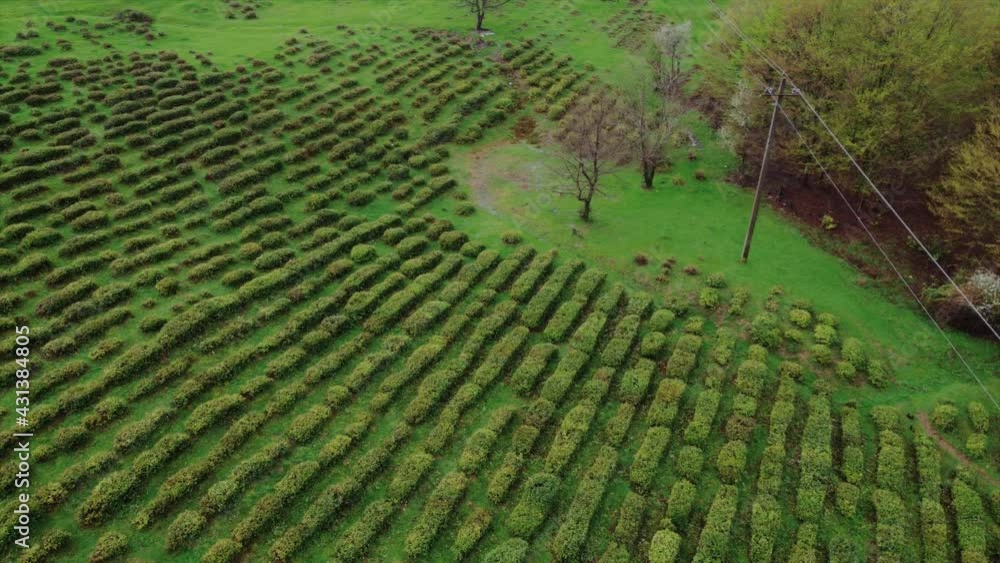 Rows of Tea Trees Growing in lines on the hillside in South Korea Tea ...