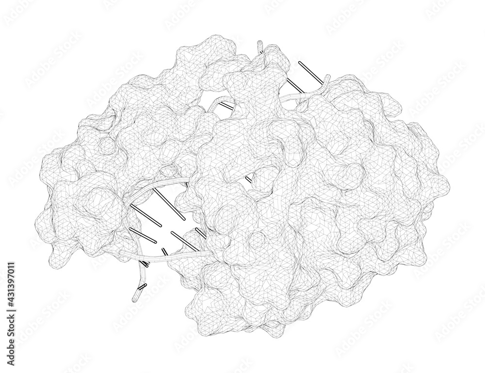 3D rendering as a line drawing of a biological molecule. Structure of a ...