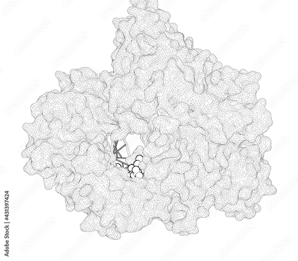 3D rendering as a line drawing of a biological molecule. Activity and ...