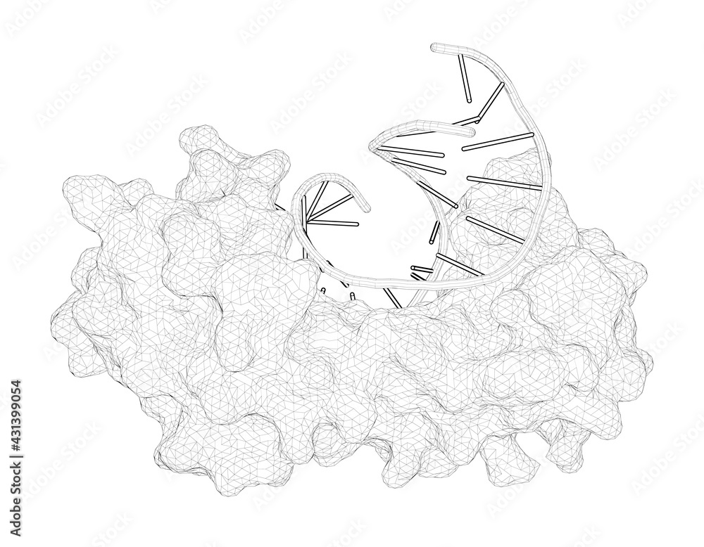 3D rendering as a line drawing of a biological molecule. TATA Element ...