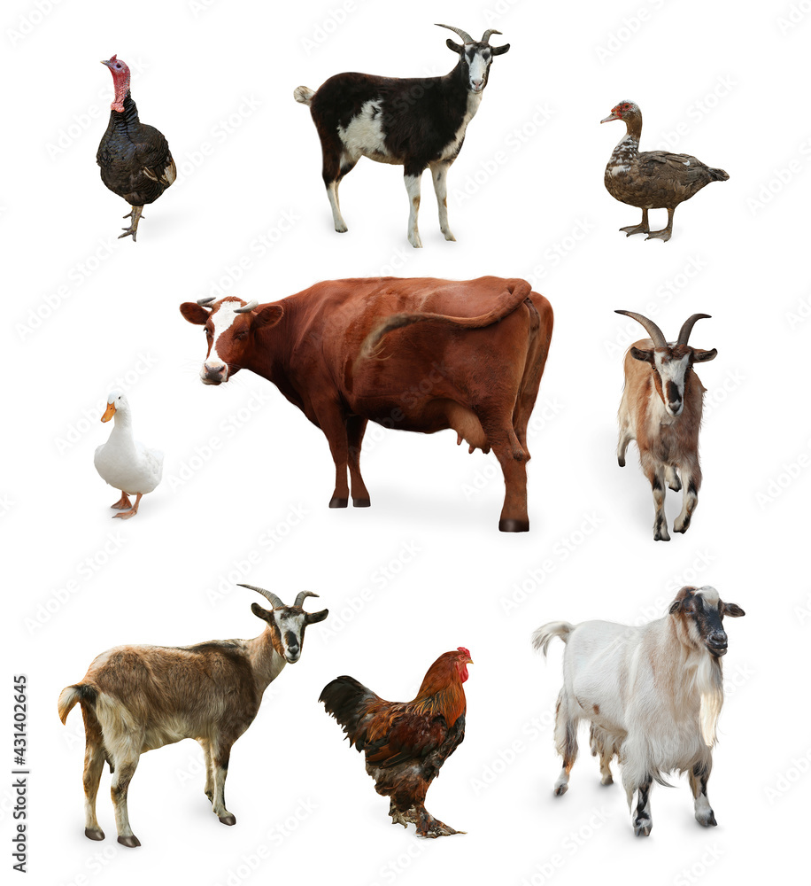 Different farm animals on white background, collage Stock Photo | Adobe ...