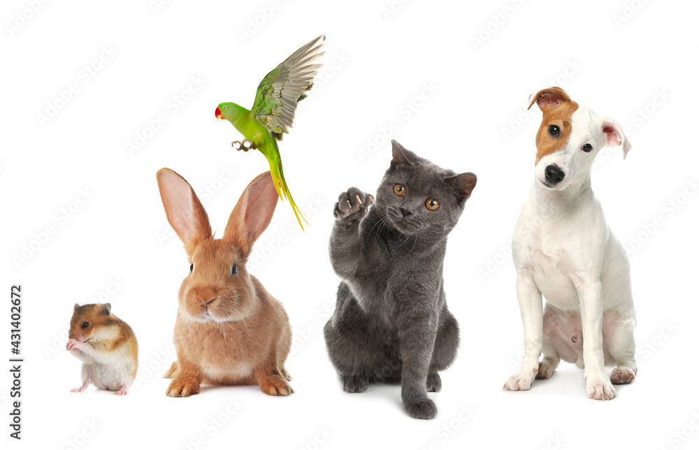 Group of different domestic animals on white background, collage ...