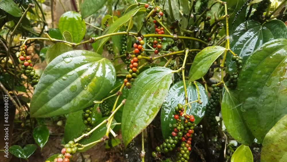 water falling top of isolated black pepper plant in a pepper growing ...