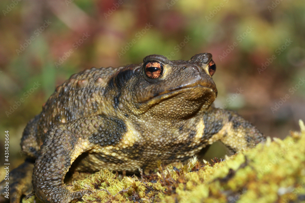 Approach photograph of a large common toad Stock Photo | Adobe Stock