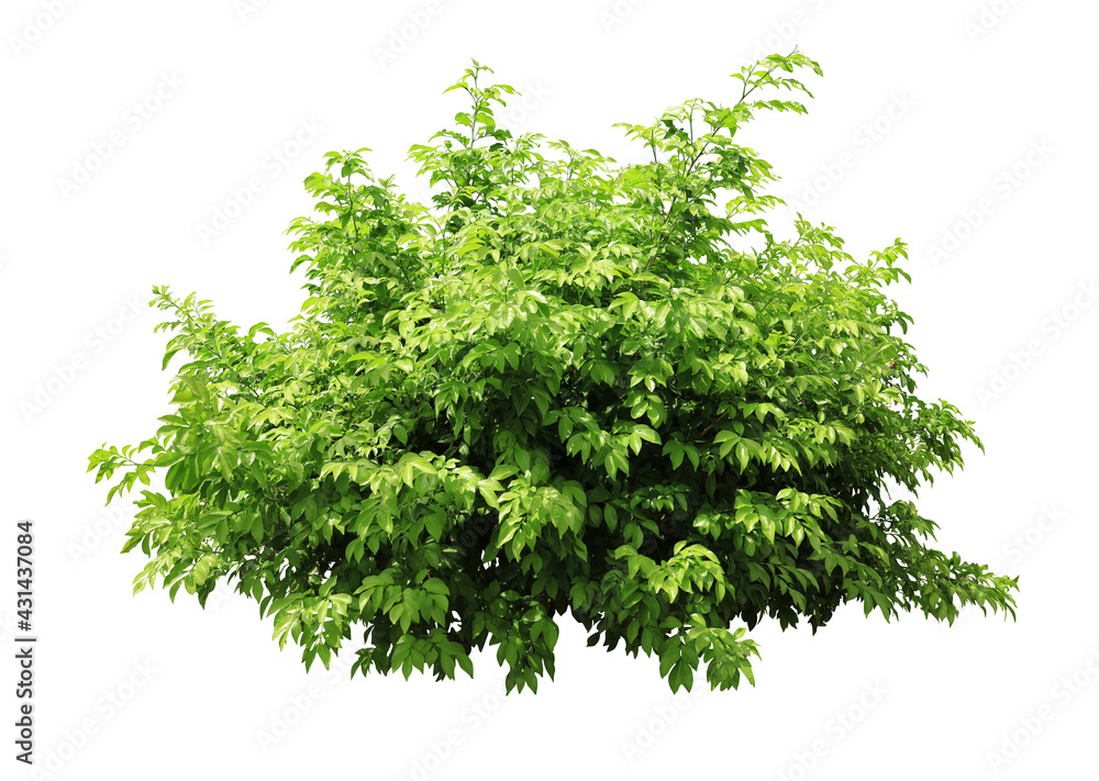 Tropical Flower shrub bush tree isolated plant with clipping path ...