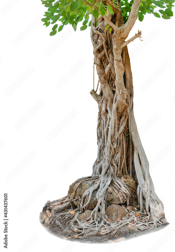 Nature frame of jungle trees with tropical rainforest foliage plants ...