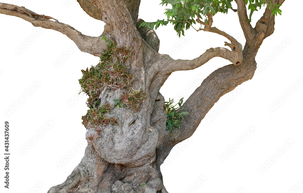 Nature frame of jungle trees with tropical rainforest foliage plants ...