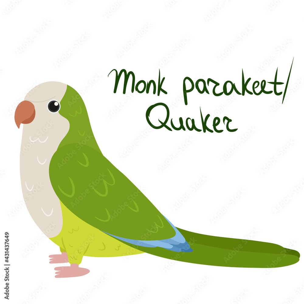 Monk parakeet or Quaker parrot in cartoon style on white background ...