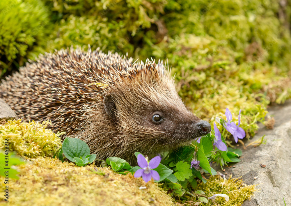 Hedgehog in Spring time. Close up of a wild, native, European hedgehog ...