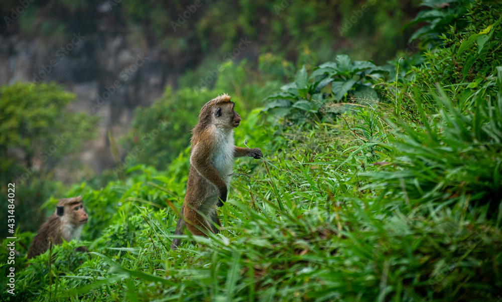 Toque macaque standing by two feet in a steep slope in a rainforest, a ...