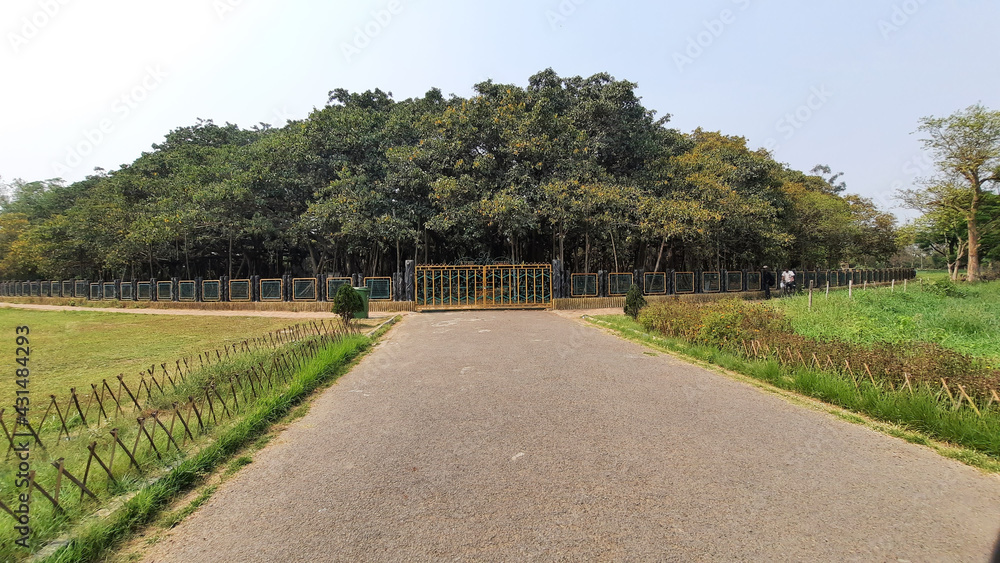 Botanical Garden Kolkata Banyan Tree