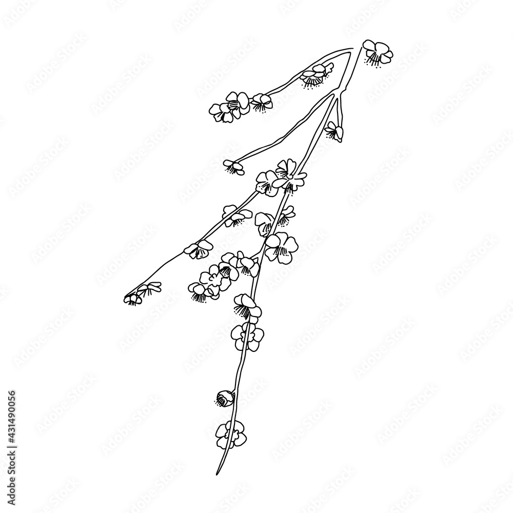 Abstract continuous line drawing. The beautiful sakura flowers. Stock ...