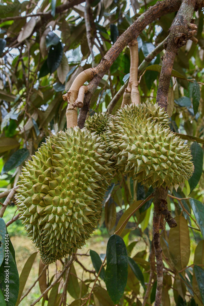 Durians on the durian tree in durian orchard . King of fruit. Stock ...