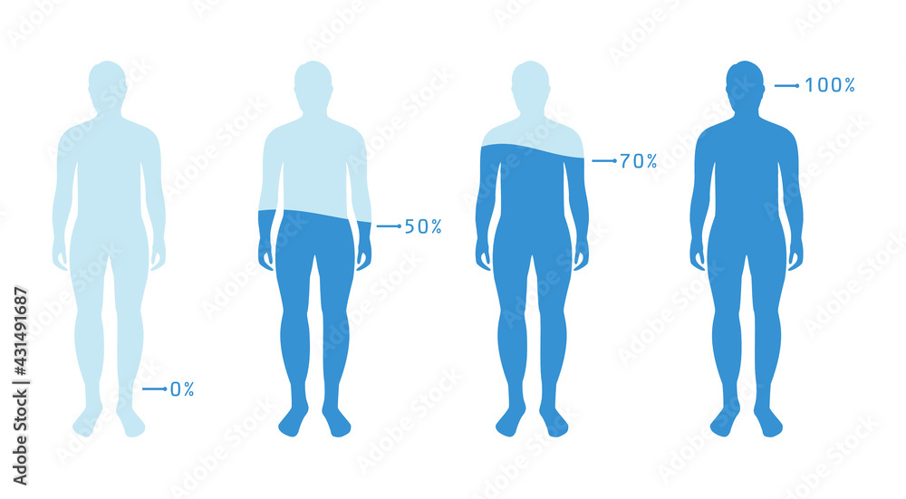Infographic showing water percentage level in human body. Vector ...