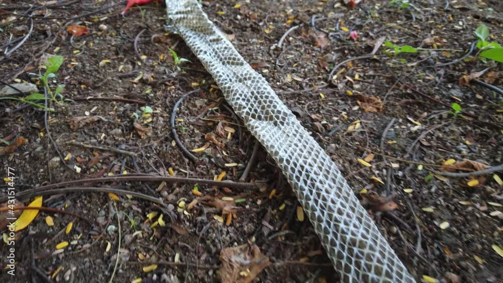 Video „The Indian rat snake, Ptyas mucosa also known as Dhaman snake ...