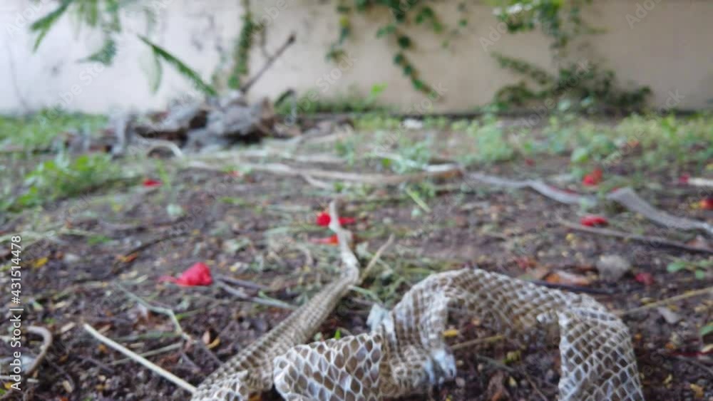 The Indian rat snake, Ptyas mucosa also known as Dhaman snake shed skin ...