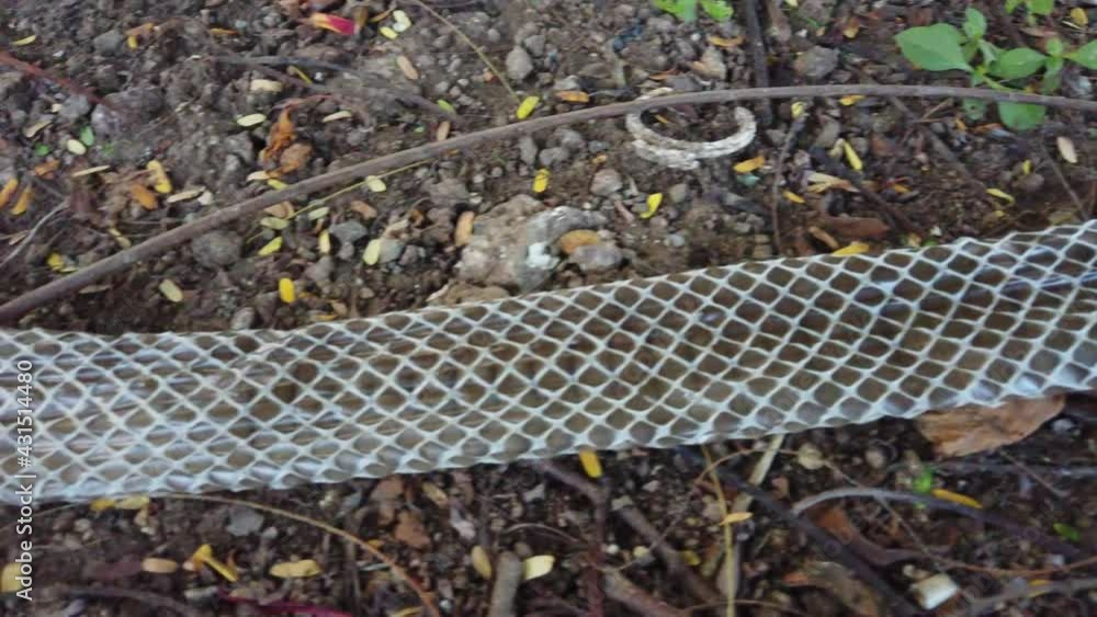 Vidéo Stock The Indian rat snake, Ptyas mucosa also known as Dhaman ...