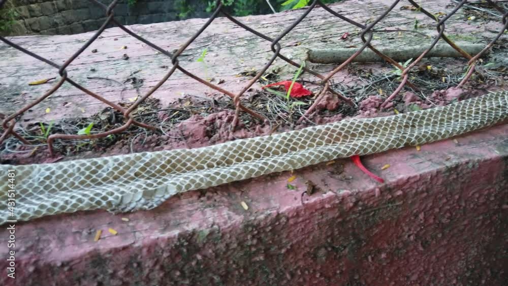 The Indian rat snake, Ptyas mucosa also known as Dhaman snake shed skin ...