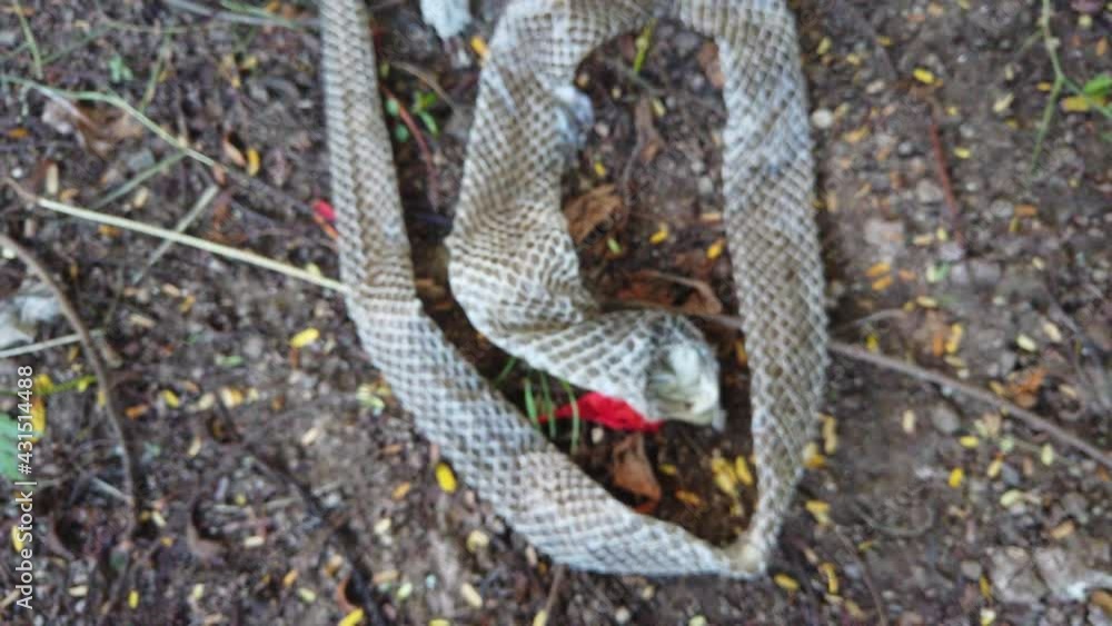 The Indian rat snake, Ptyas mucosa also known as Dhaman snake shed skin ...