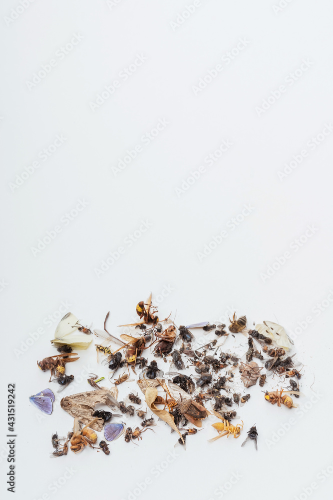 Dead dried insects from a night light lamp on a white background. Flies ...