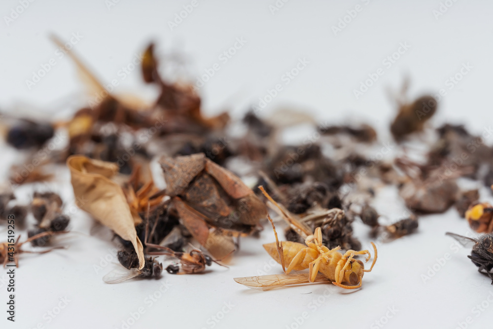 Dead dried insects from a night light lamp on a white background. Flies ...