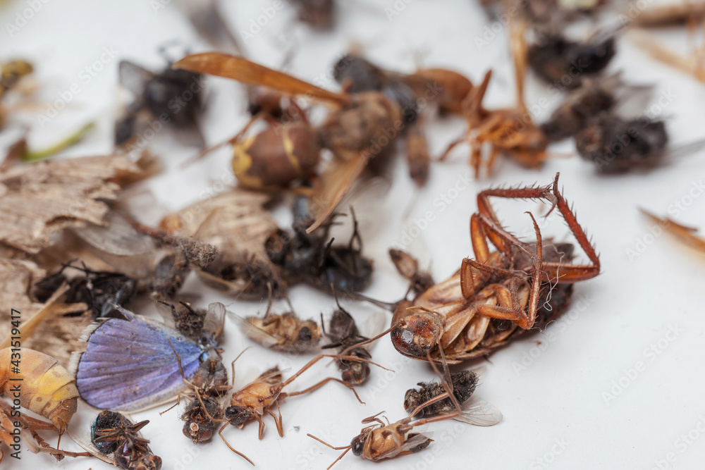 Dead dried insects from a night light lamp on a white background. Flies ...
