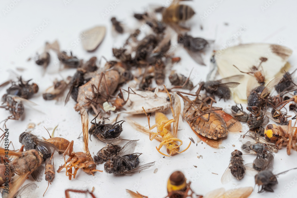 Dead dried insects from a night light lamp on a white background. Flies ...