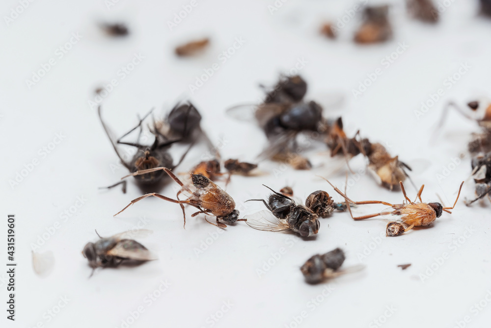 Dead dried insects from a night light lamp on a white background. Flies ...