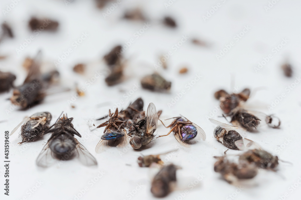 Dead dried insects from a night light lamp on a white background. Flies ...