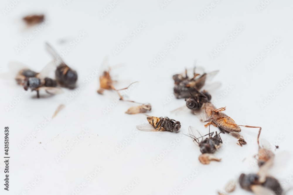 Dead dried insects from a night light lamp on a white background. Flies ...
