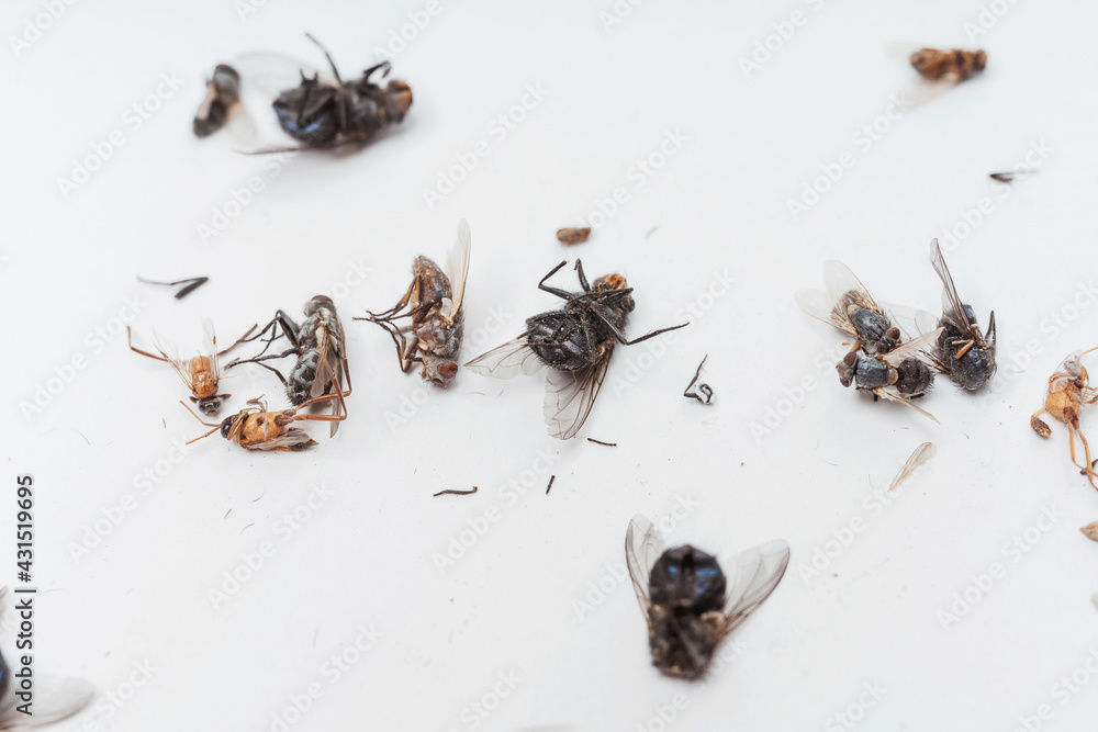 Dead dried insects from a night light lamp on a white background. Flies ...